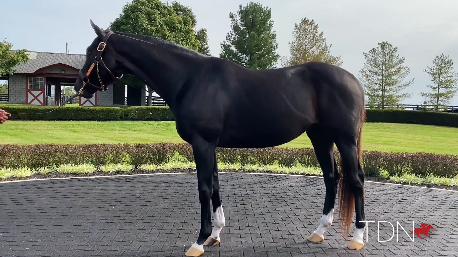 TDN Stallions: Not This Time on Vimeo