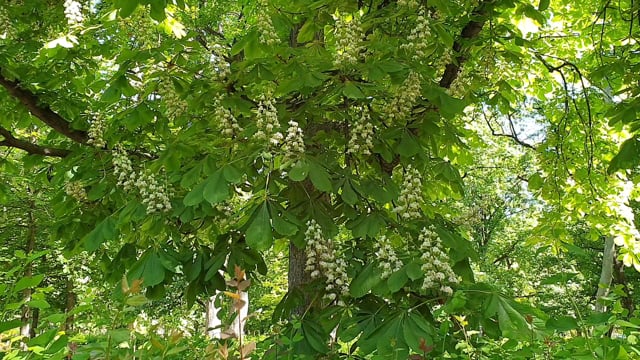 Flowers Tree Leaves - Free video on Pixabay