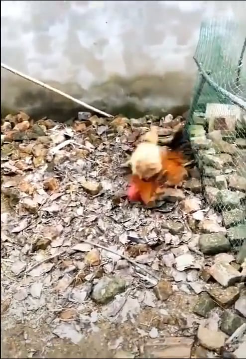 Chicken vs dog funny fighting on Vimeo