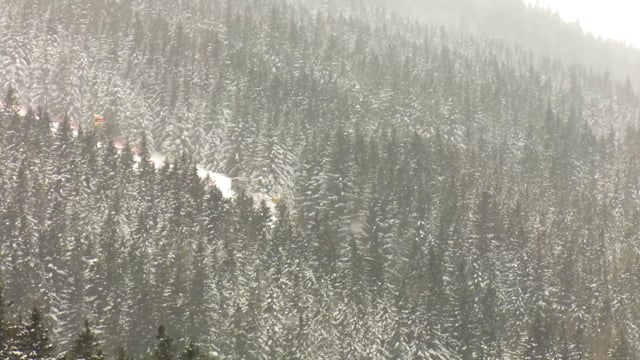 Forest, Snow, Snowfall. Free Stock Video - Pixabay