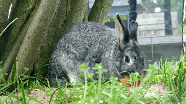 Rabbit, Hare, Bunny. Free Stock Video - Pixabay