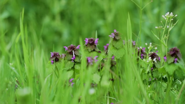 Flowers Meadow Plant Dead - Free video on Pixabay