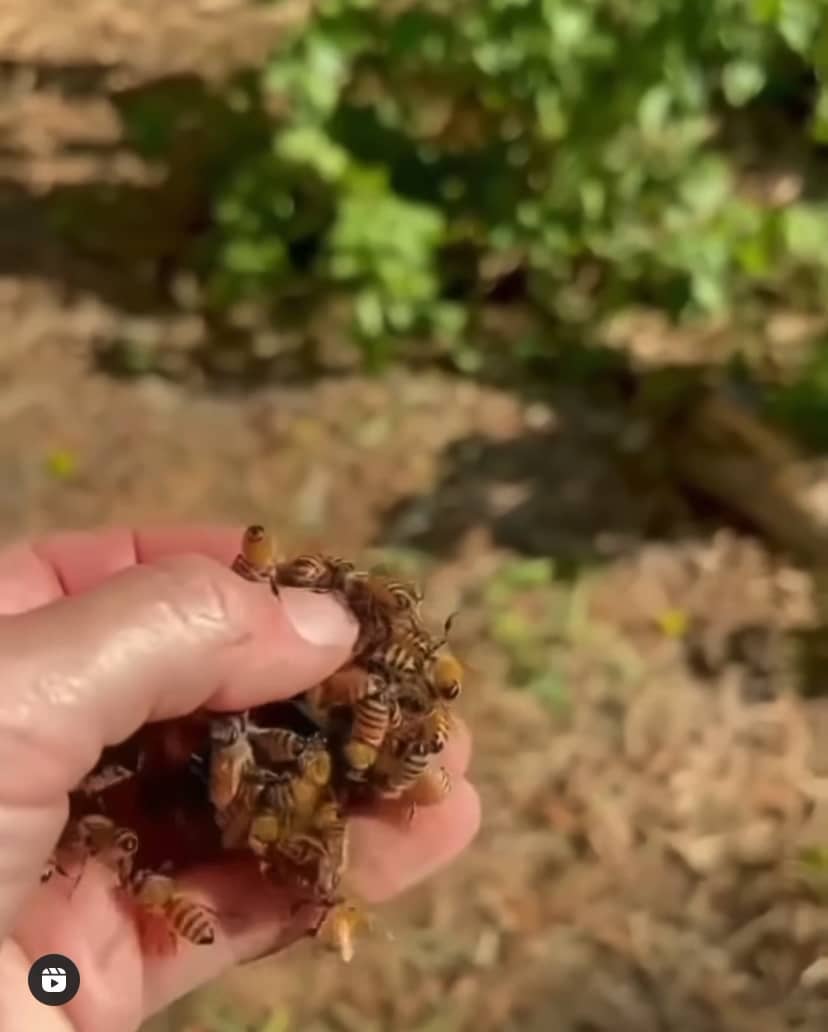 Queen Balling on Vimeo