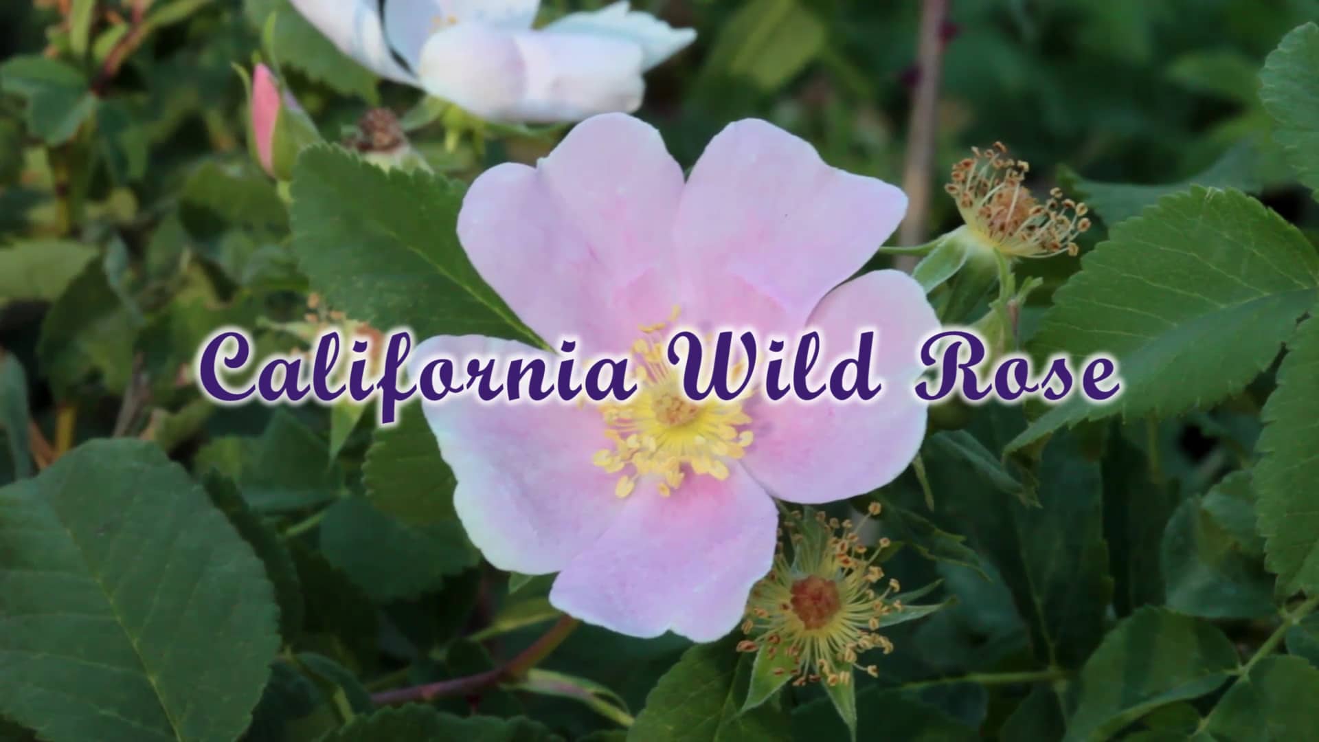 California Wild Rose - da punte acuminate a teneri fiori on Vimeo