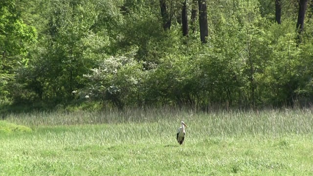 Forest, May, Bird. Free Stock Video - Pixabay
