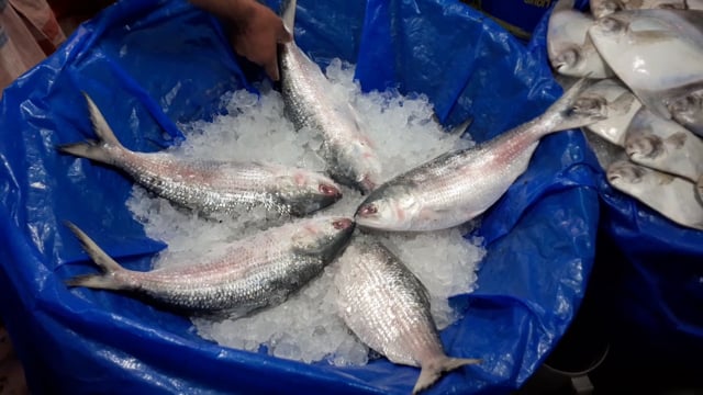 Bangladesh, Dhaka, Fish. Free Stock Video - Pixabay