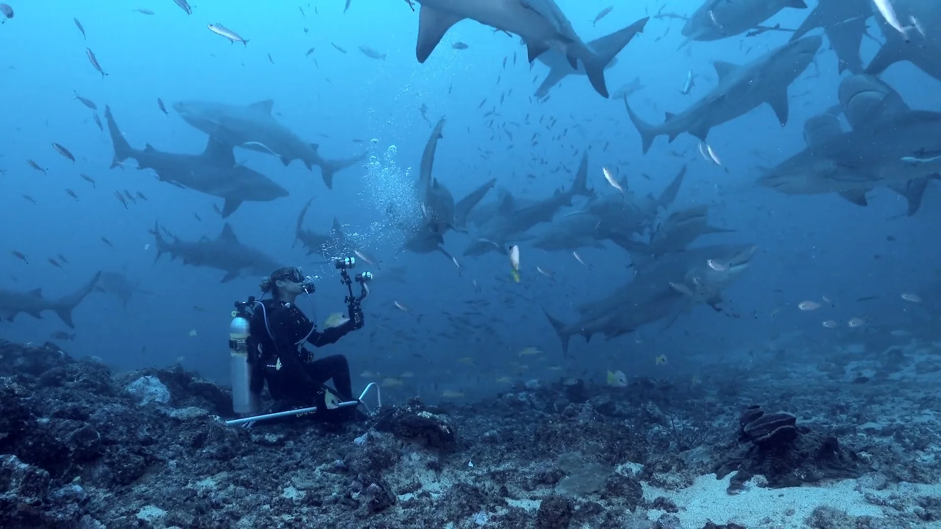 Shark Reef 2021 - saturated on Vimeo