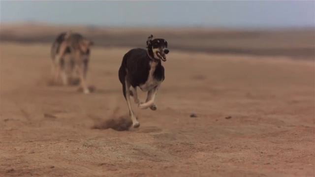 Qatar Natural History Film Unit on Vimeo