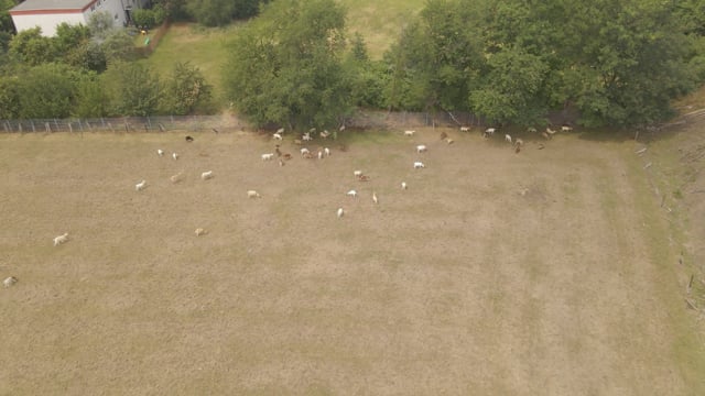 Goats, Animals, Buzzer. Free Stock Video - Pixabay