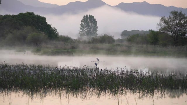 Swamp Videos: Download 105+ Free 4K & HD Stock Footage Clips - Pixabay