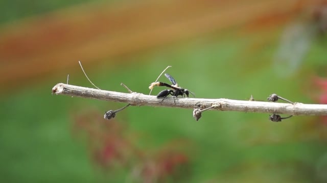 Avispa Insecto Rama - Free video on Pixabay - Pixabay