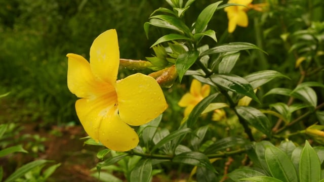 Flower Petals Leaves - Free video on Pixabay