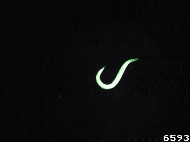 Inactivating a worm's muscles with laser light on Vimeo