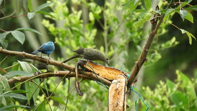 Birds Food Branch Free Stock Video - Pixabay