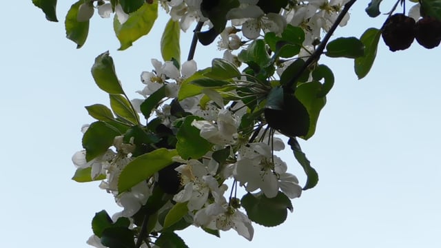 Tree Apple Petals - Free video on Pixabay