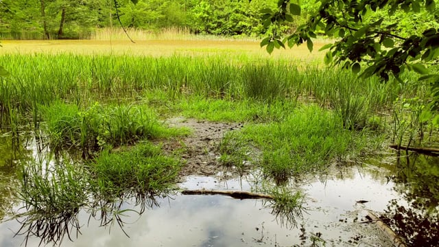 Lago Pantano Páramo Sale - Free video on Pixabay - Pixabay