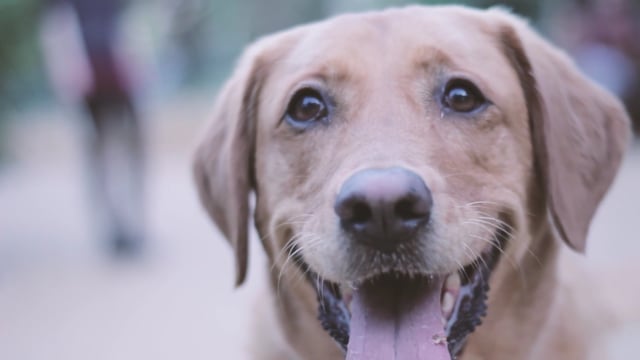 Cachorro Cães Bonitos Filhote De - Free video on Pixabay - Pixabay