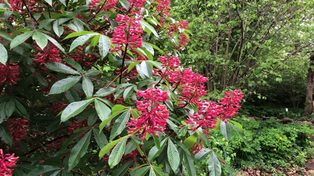 Red Buckeye, Trees, Forest. Free Stock Video - Pixabay