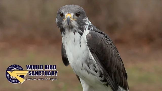 Endangered Birds Of Prey