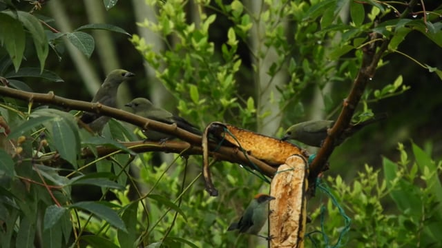 Birds, Food, Branch. Free Stock Video - Pixabay