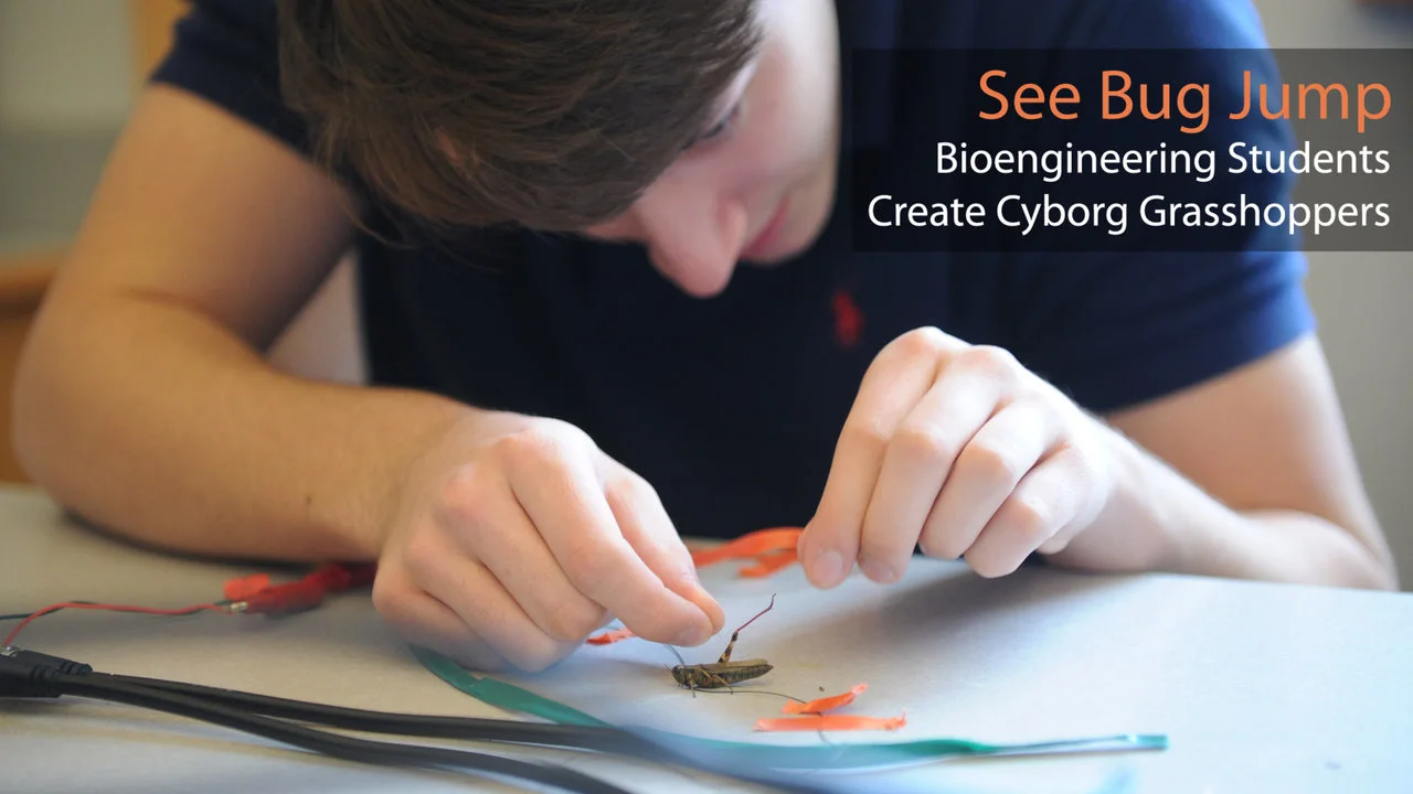 Cyborg Grasshoppers on Vimeo