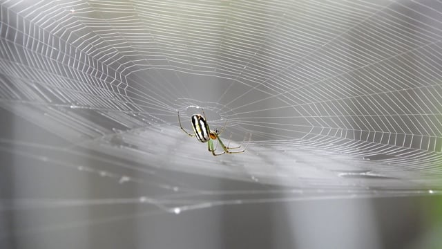 Spider Insect Cobweb - Free video on Pixabay