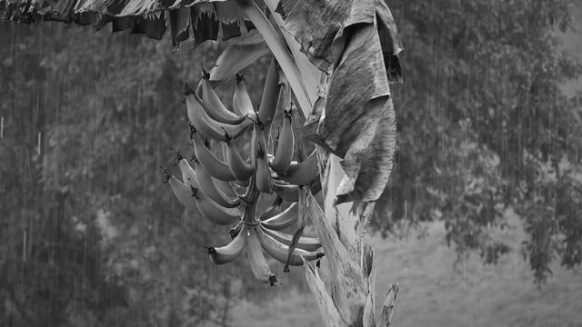 9+ Free Banana Tree & Tree Videos, HD & 4K Clips - Pixabay