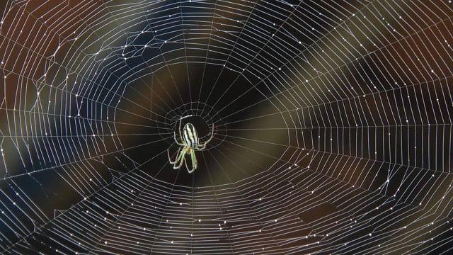 Spider Insect Cobweb - Free video on Pixabay