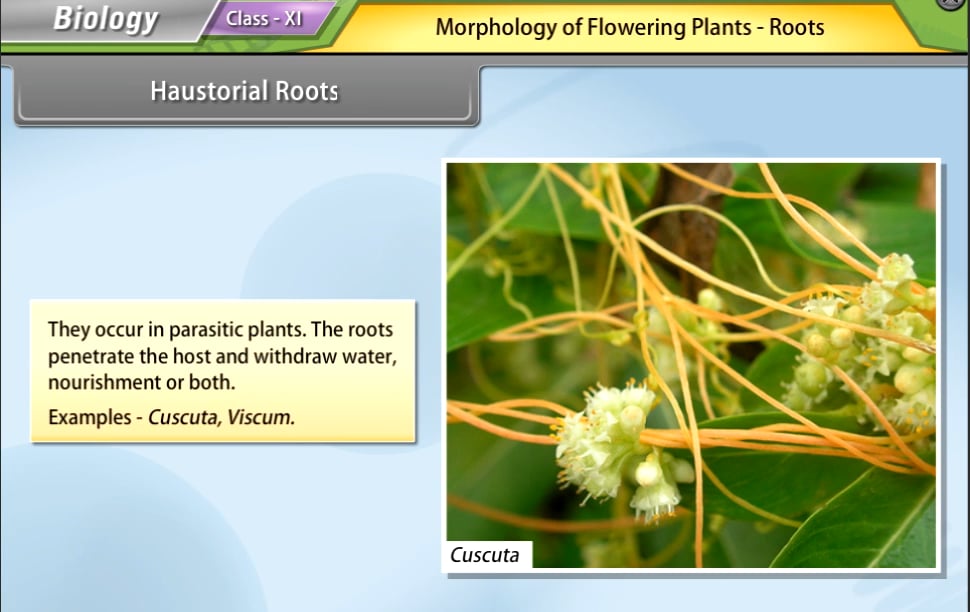 16 Haustorial Roots-8