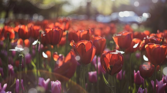 200+ Free Live Wallpaper & Nature Videos, HD & 4K Clips - Pixabay