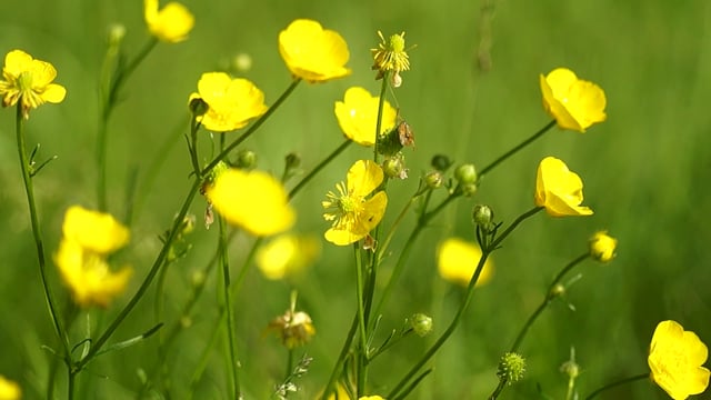 Flores Plantas Prado - Free video on Pixabay - Pixabay