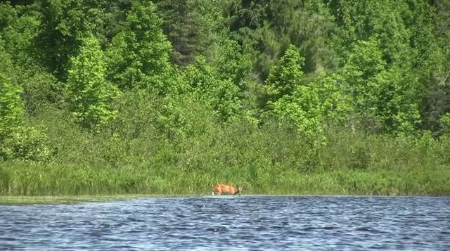 Little Indian Sioux River Bwca