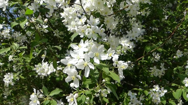 Bloom, Sprig, Flowers. Free Stock Video - Pixabay
