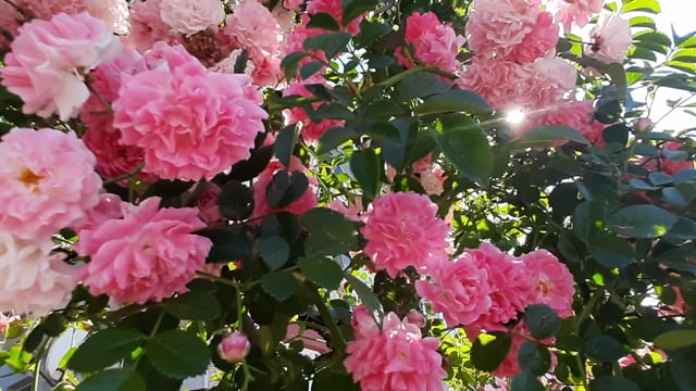 Pink Rose, Sunlight, Swaying In The Wind. Free Stock Video - Pixabay