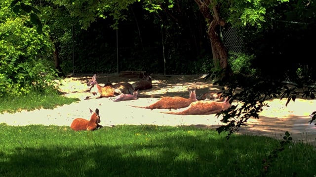 Kangaroo, Zoo, Australia. Free Stock Video - Pixabay