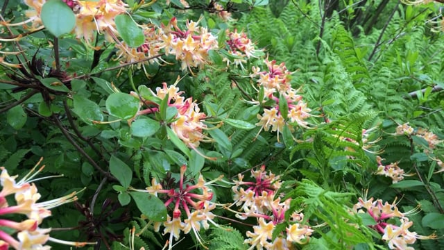 Florida Azalea, Azalea, Woodland Flowers. Free Stock Video - Pixabay