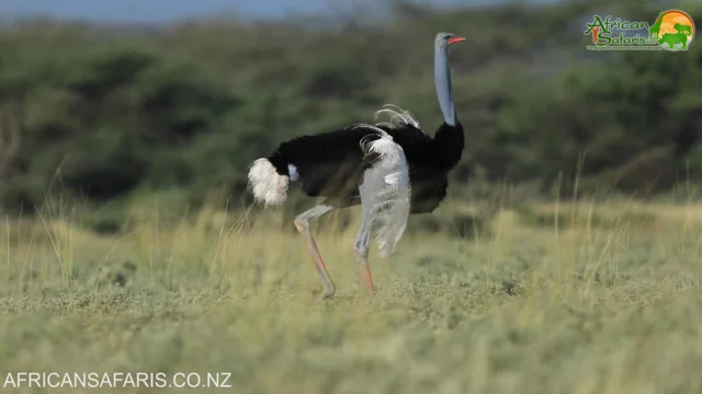 Ostrich Running Full Speed