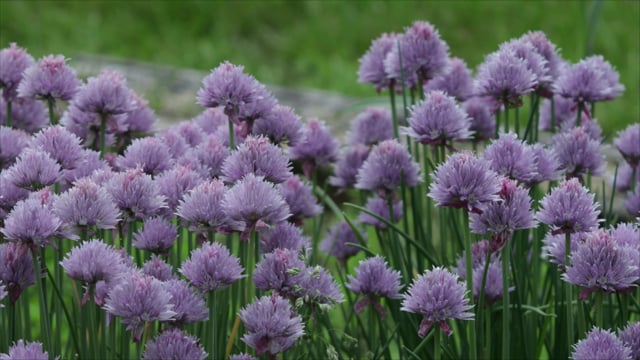 Flores Lavanda Planta - Free video on Pixabay - Pixabay