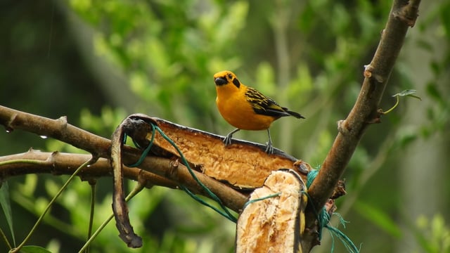 Bird Food Branch - Free video on Pixabay