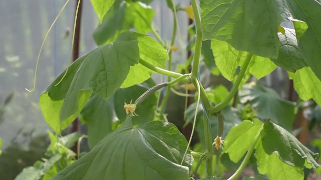 Cucumber, Closeup, Cucumbers. Free Stock Video - Pixabay