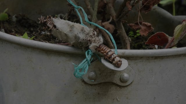 100+ Free Worms & Worm Videos, HD & 4K Clips - Pixabay