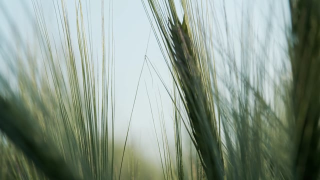 Corn Rye Crop - Free video on Pixabay