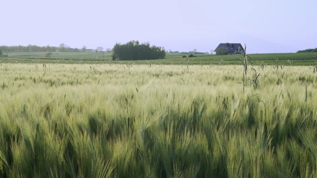 Corn Rye Crop - Free video on Pixabay