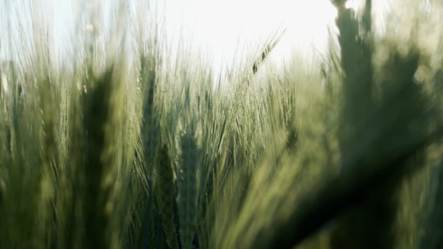 Más de 100 vídeos en HD y 4K gratis de Corn y Maíz - Pixabay