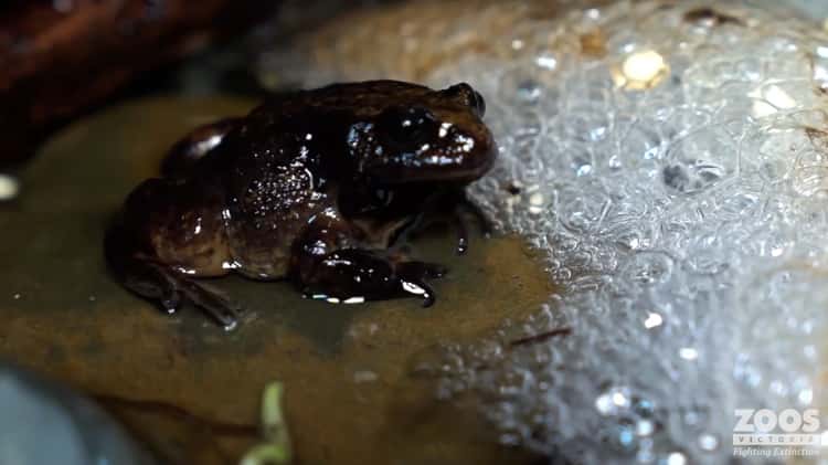 Bornean Flat Headed Frog