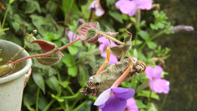 Worm Shell Flowers - Free video on Pixabay