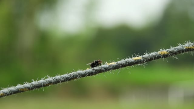Fly Rope Insect - Free video on Pixabay