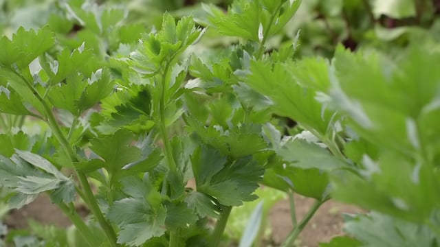 Persil Semis Céleri - Free video on Pixabay - Pixabay