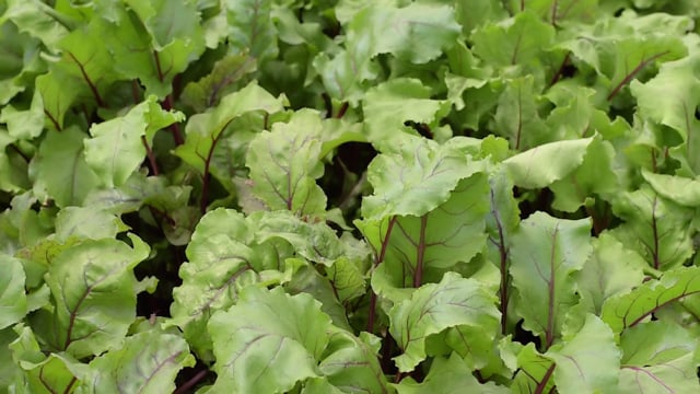 Beets Foliage Seedlings - Free video on Pixabay