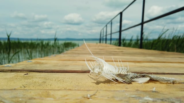 Fish Skeleton Splinter - Free video on Pixabay